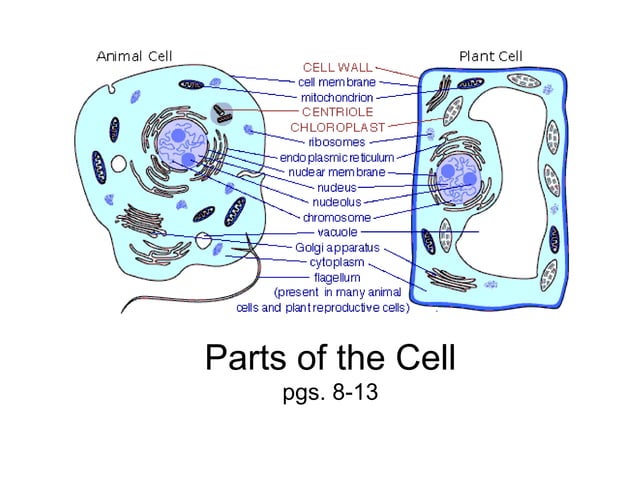 Parts of the Cell | PPT