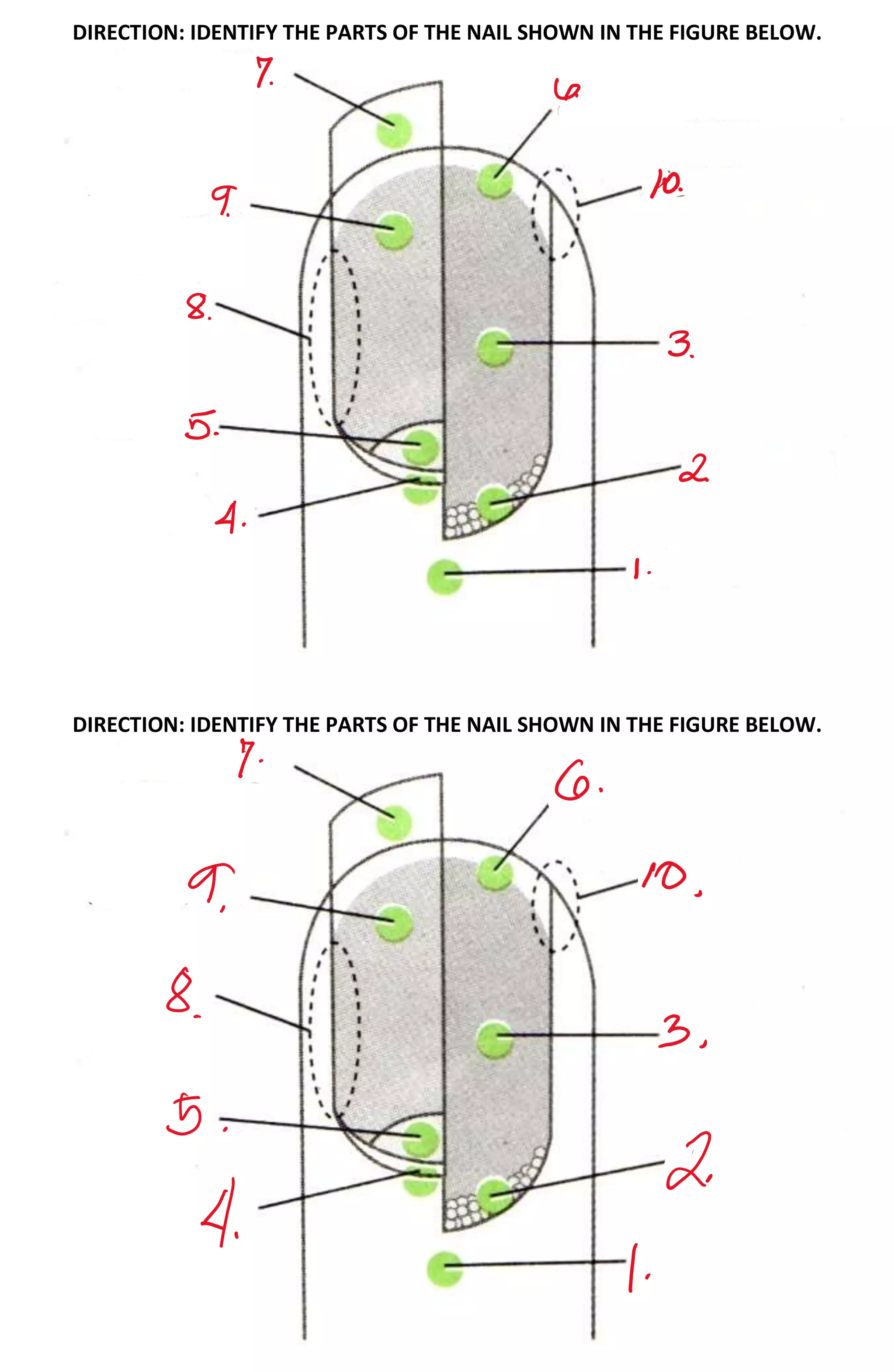 PARTS-OF-NAIL.docx