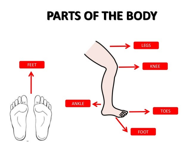 Parts of-the-body