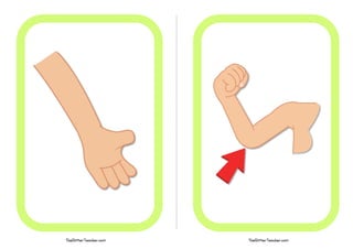 parts-of-the-body-flashcards.pdf