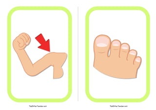 parts-of-the-body-flashcards.pdf