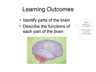 Parts Of The Brain | PPS