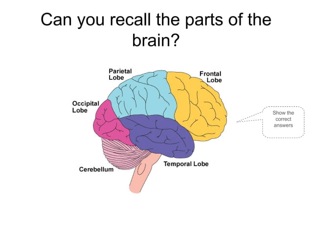 Parts Of The Brain | PPT