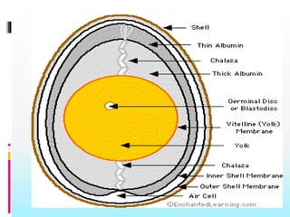 Parts of-the-egg (1) | PPTX