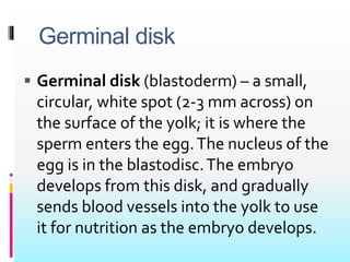 Parts of-the-egg (1) | PPTX | Biological Sciences | Science