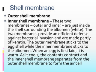 Parts of-the-egg (1) | PPTX