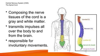 PARTS_AND_FUCTIONS_OF_THE_NERVOUS_SYSTEM.pptx