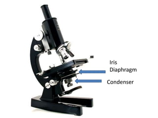 Compound Microscope Parts And Their Functions