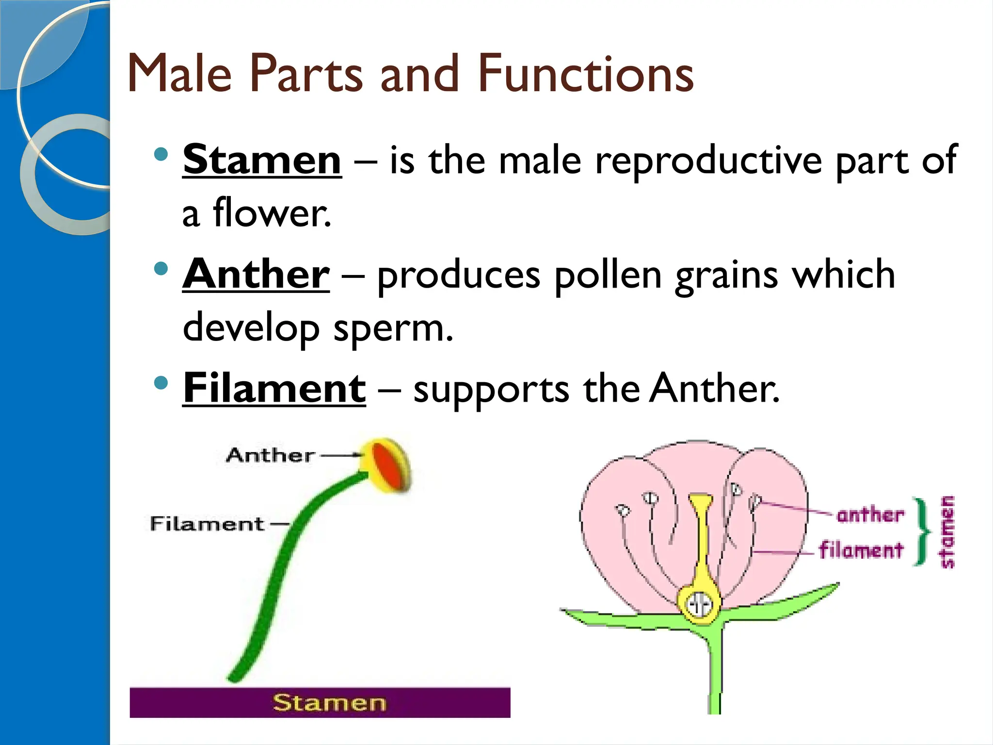 parts and functions of a flower (1).pptx