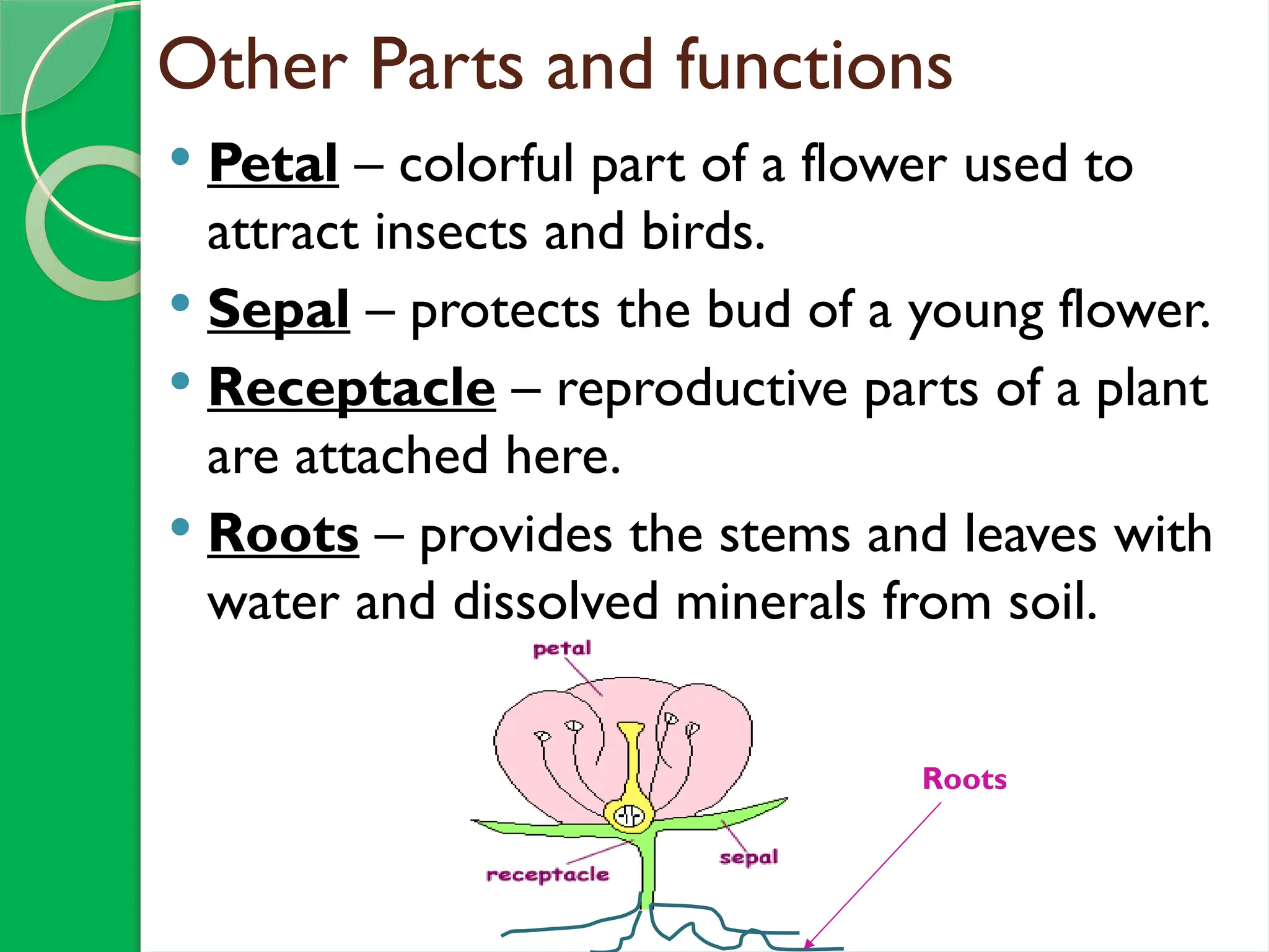 parts and functions of a flower (1).pptx