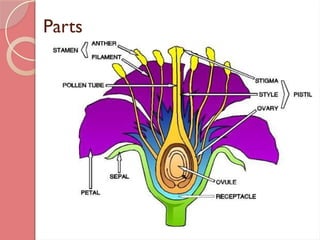 parts and functions of a flower (1).pptx