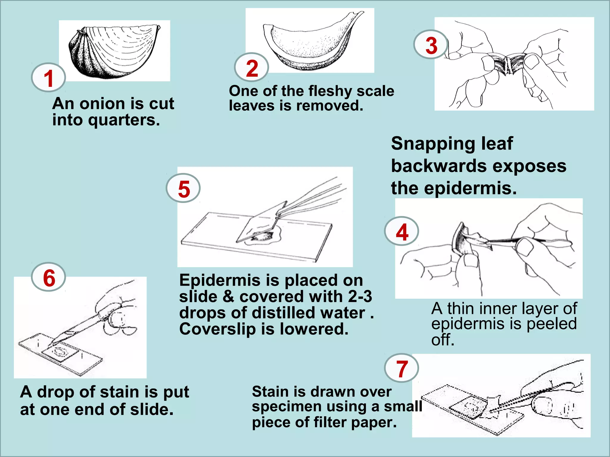 Parts and functions of a microscope | PPT