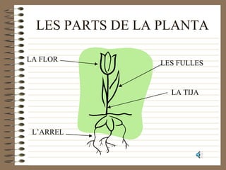 Parts De La Flor | PPS