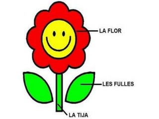 Parts de les flors | PPT