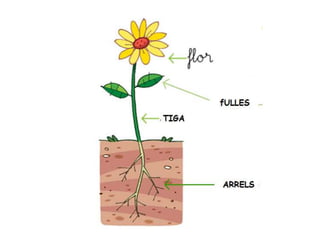 Parts de les flors | PPT