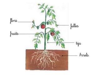 Parts de les flors | PPT