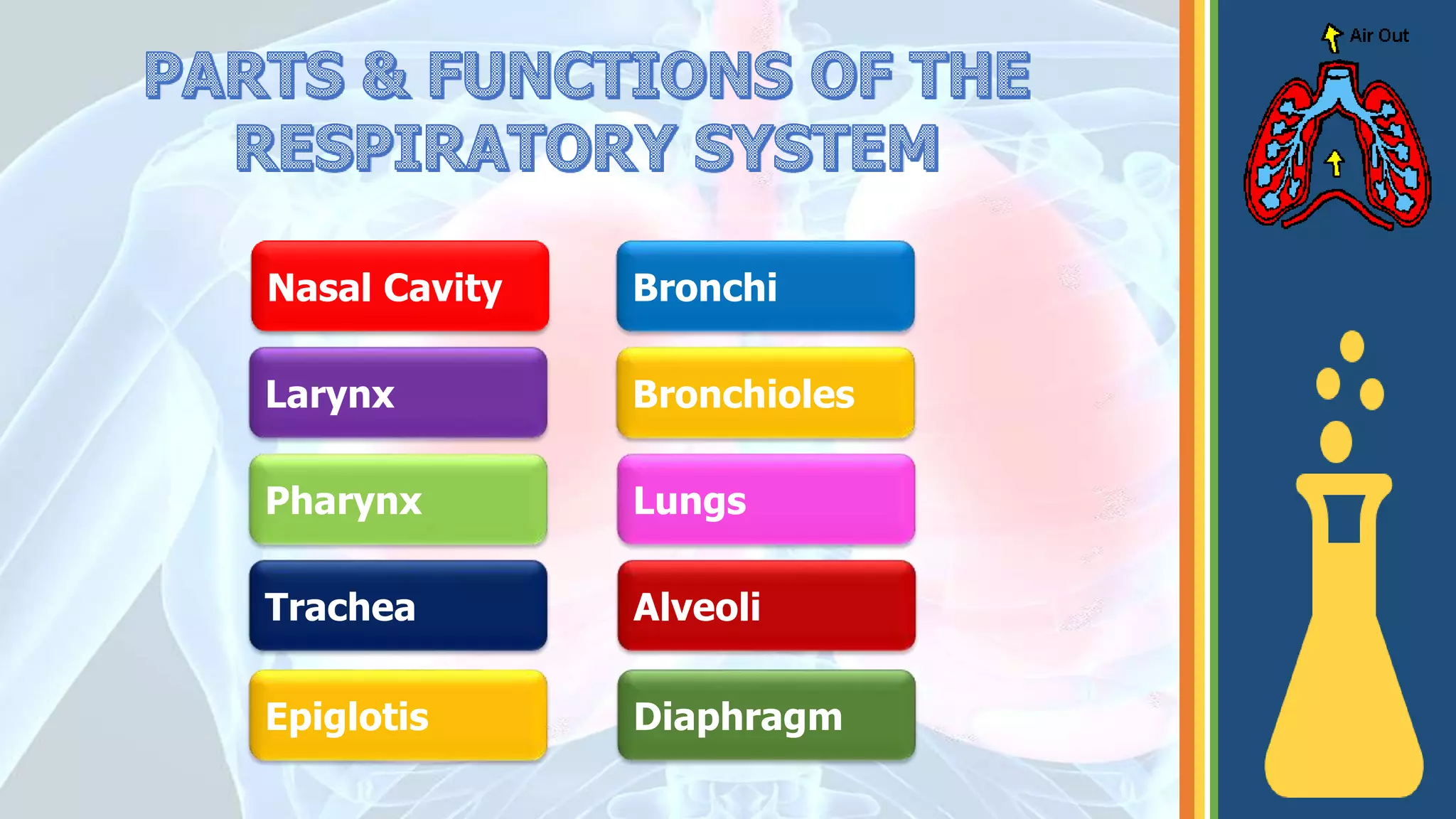 PARTS & FUNCTION OF RESPIRATORY SYSTEM.pptx