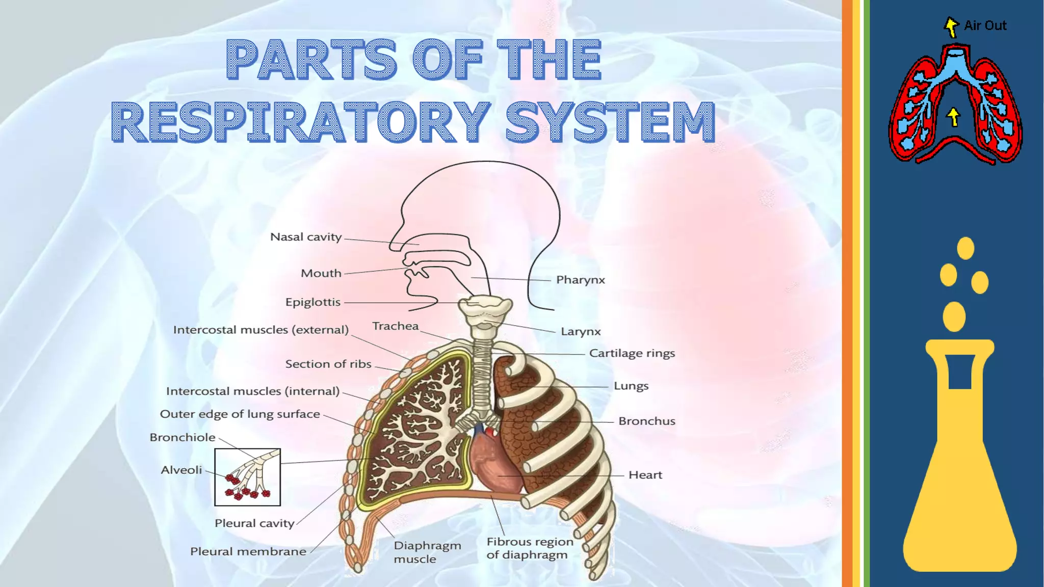 PARTS & FUNCTION OF RESPIRATORY SYSTEM.pptx