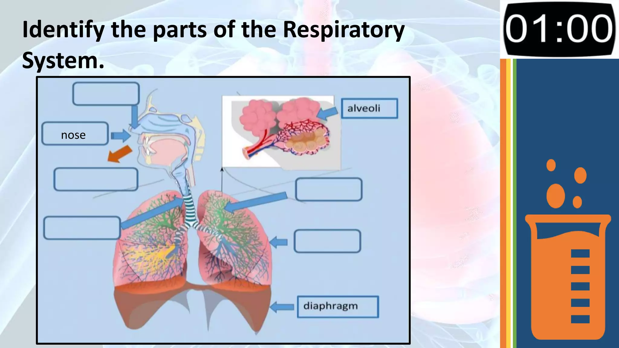 PARTS & FUNCTION OF RESPIRATORY SYSTEM.pptx