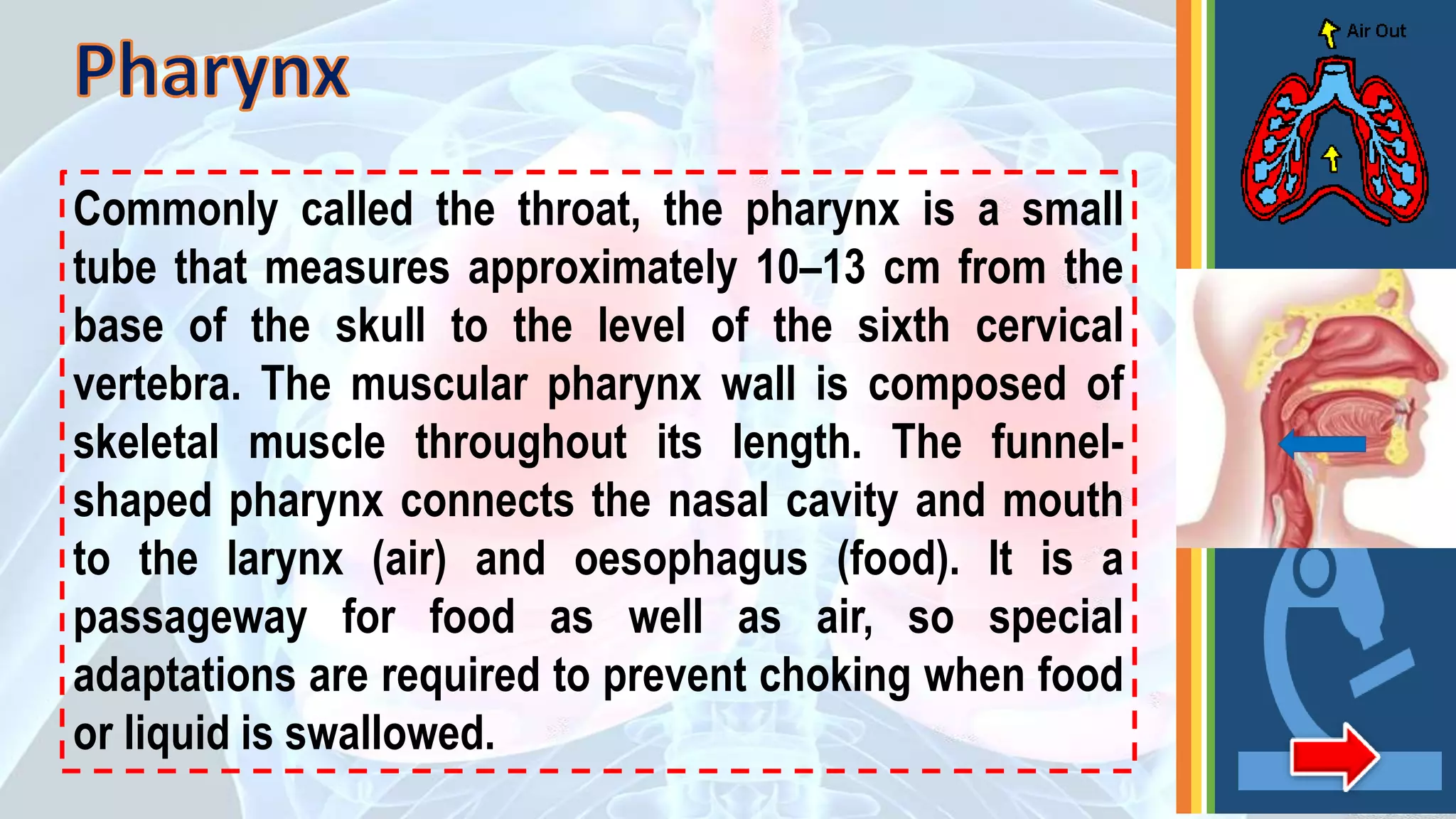 PARTS & FUNCTION OF RESPIRATORY SYSTEM.pptx