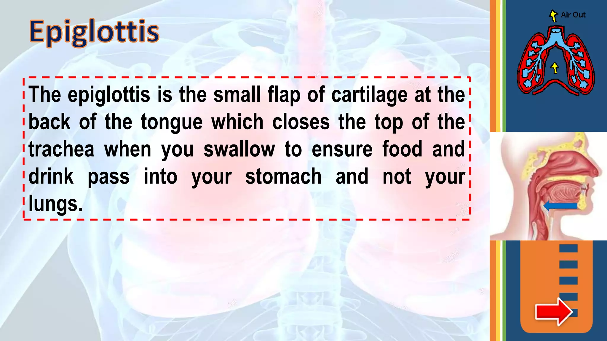 PARTS & FUNCTION OF RESPIRATORY SYSTEM.pptx