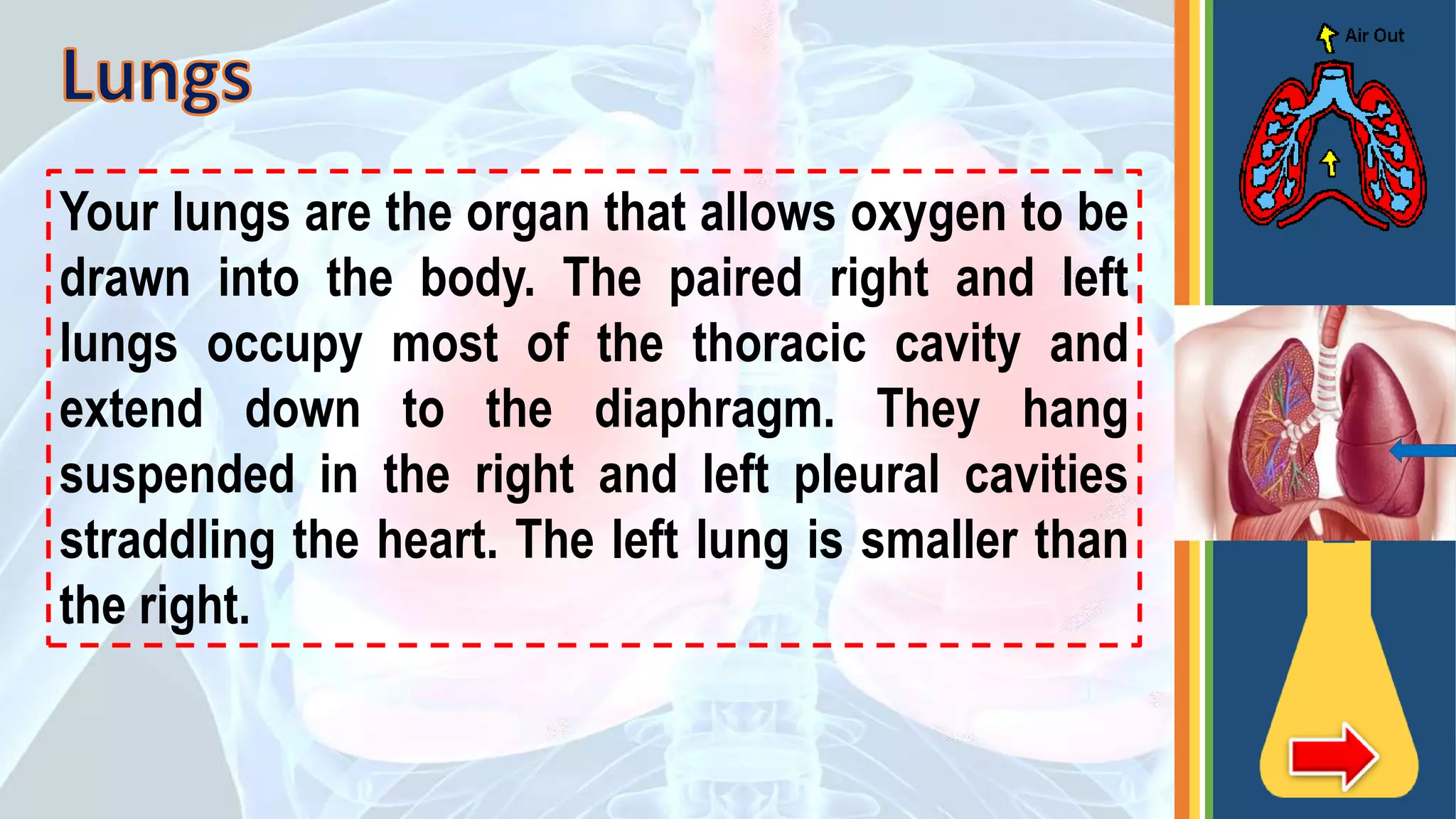 PARTS & FUNCTION OF RESPIRATORY SYSTEM.pptx