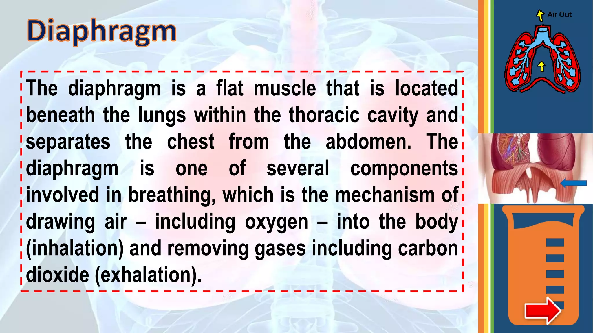 PARTS & FUNCTION OF RESPIRATORY SYSTEM.pptx