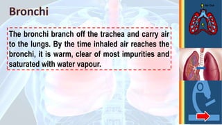 PARTS & FUNCTION OF RESPIRATORY SYSTEM.pptx