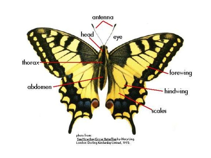 Parts of a Butterfly