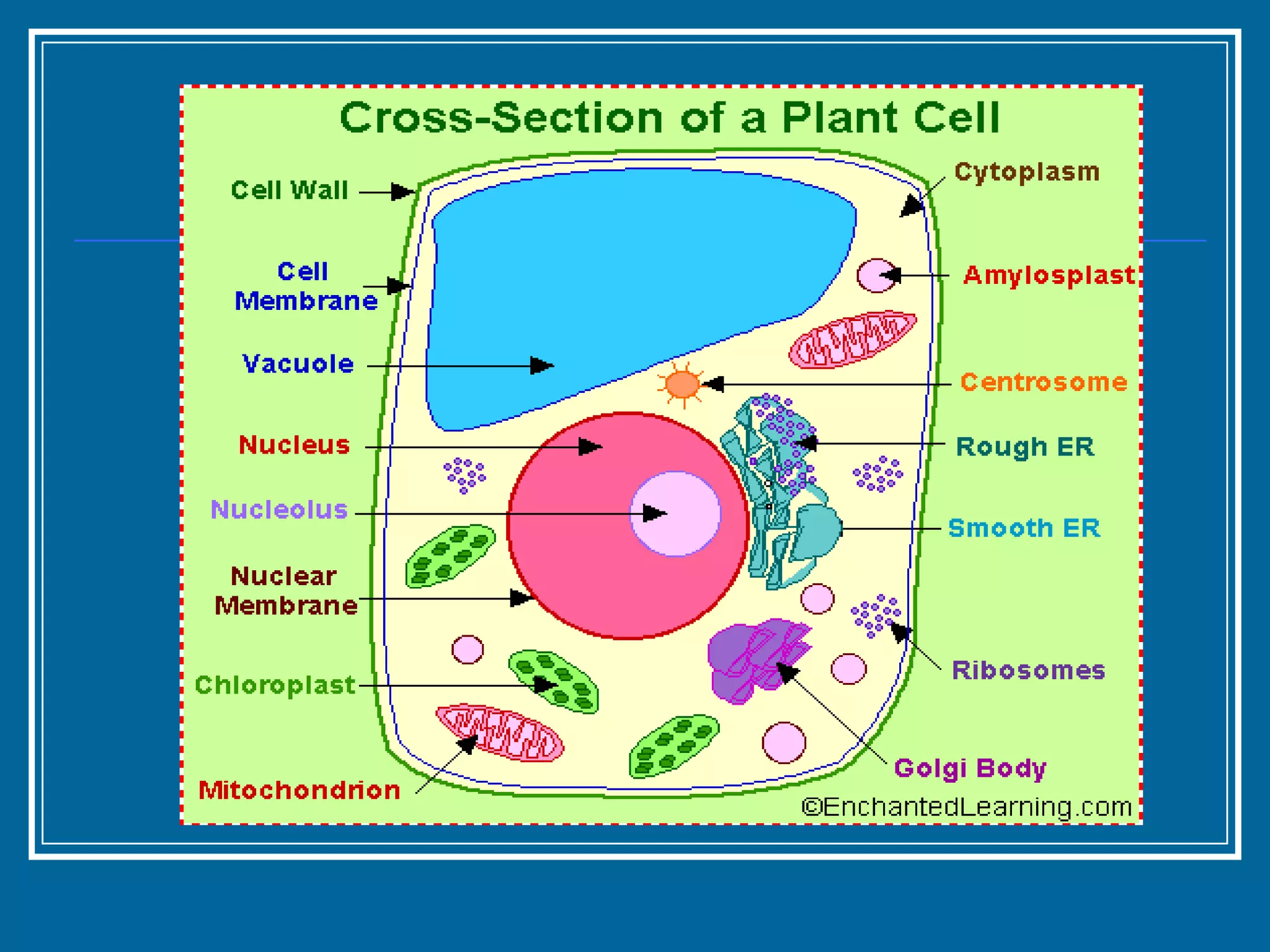 Parts of a Cell | PPTX
