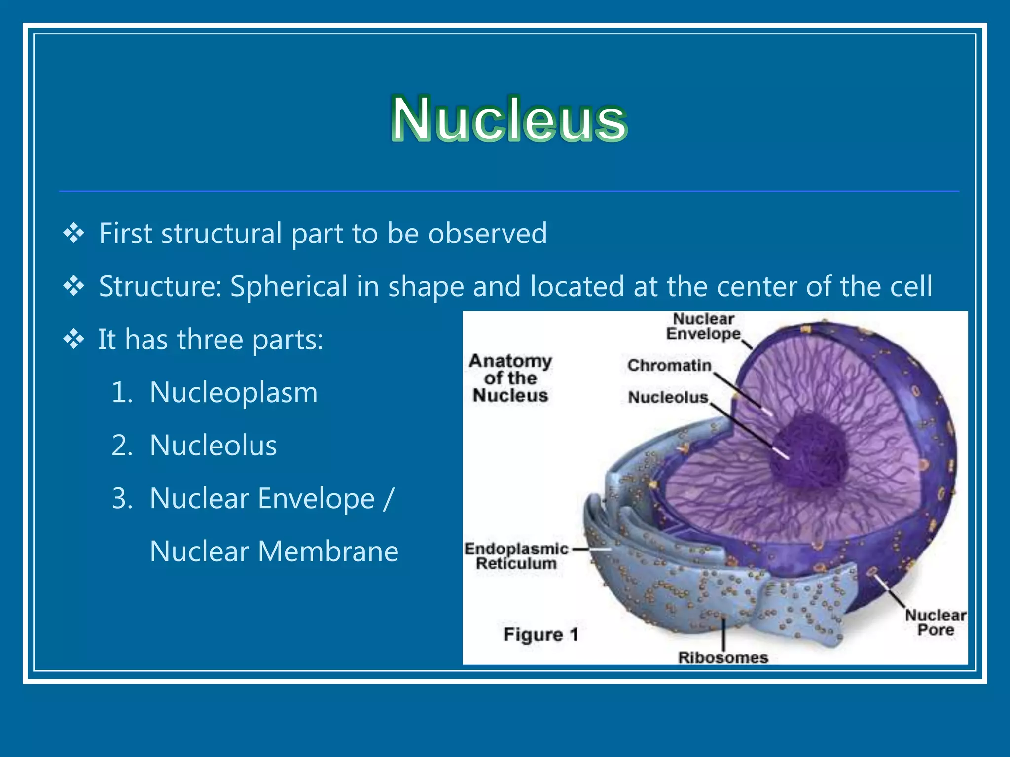 Parts of a Cell | PPTX
