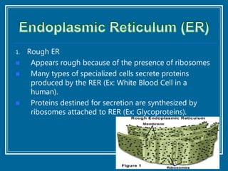 Parts of a Cell | PPTX