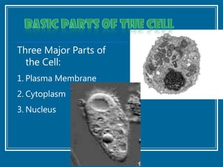 Parts of a Cell | PPTX
