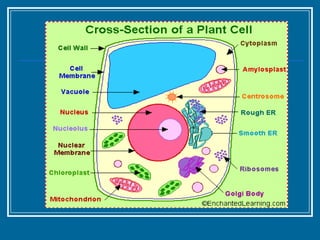 Parts of a Cell | PPTX