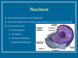 Parts of a Cell | PPTX