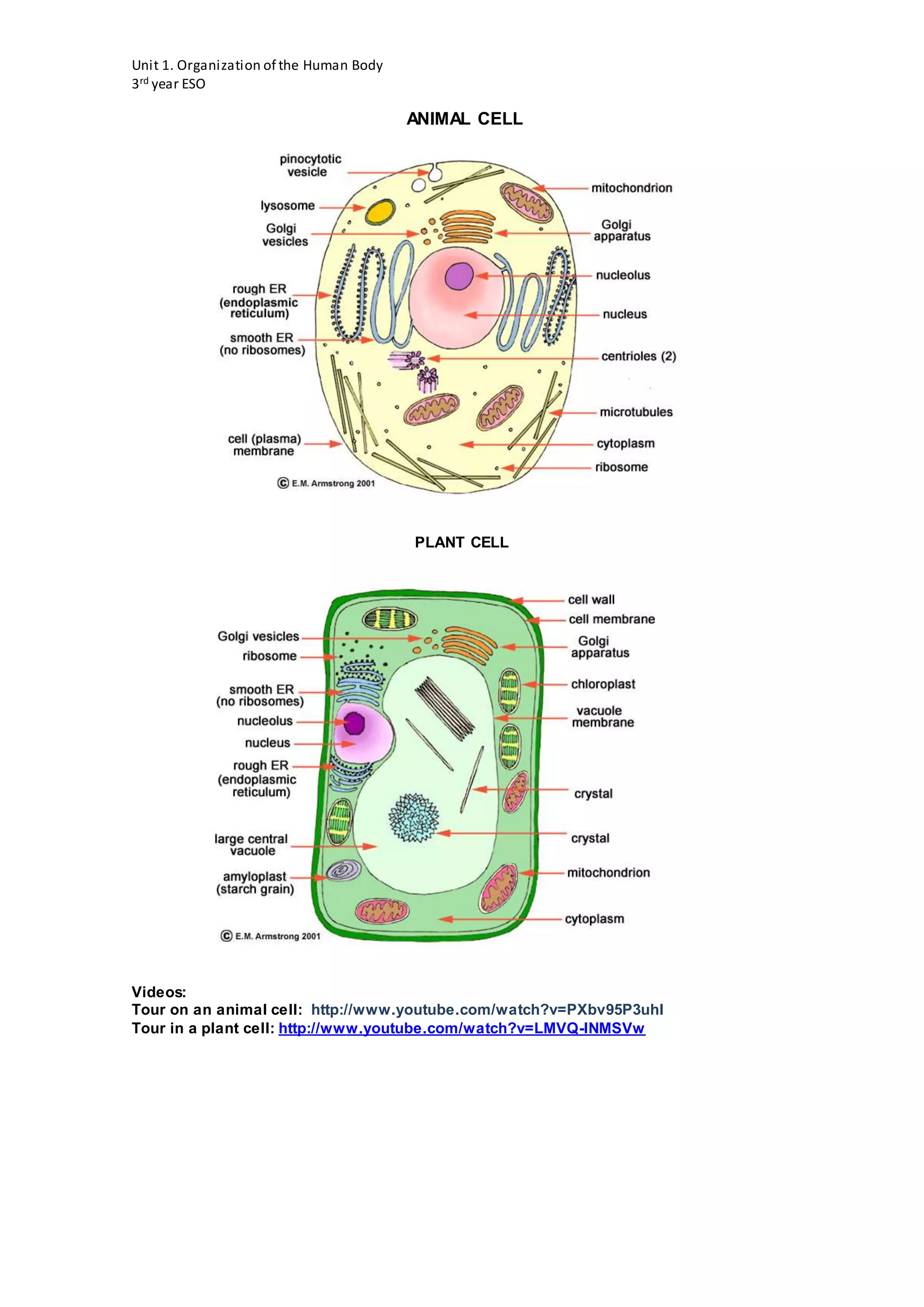 Parts of a cell. definitions and activities | DOC