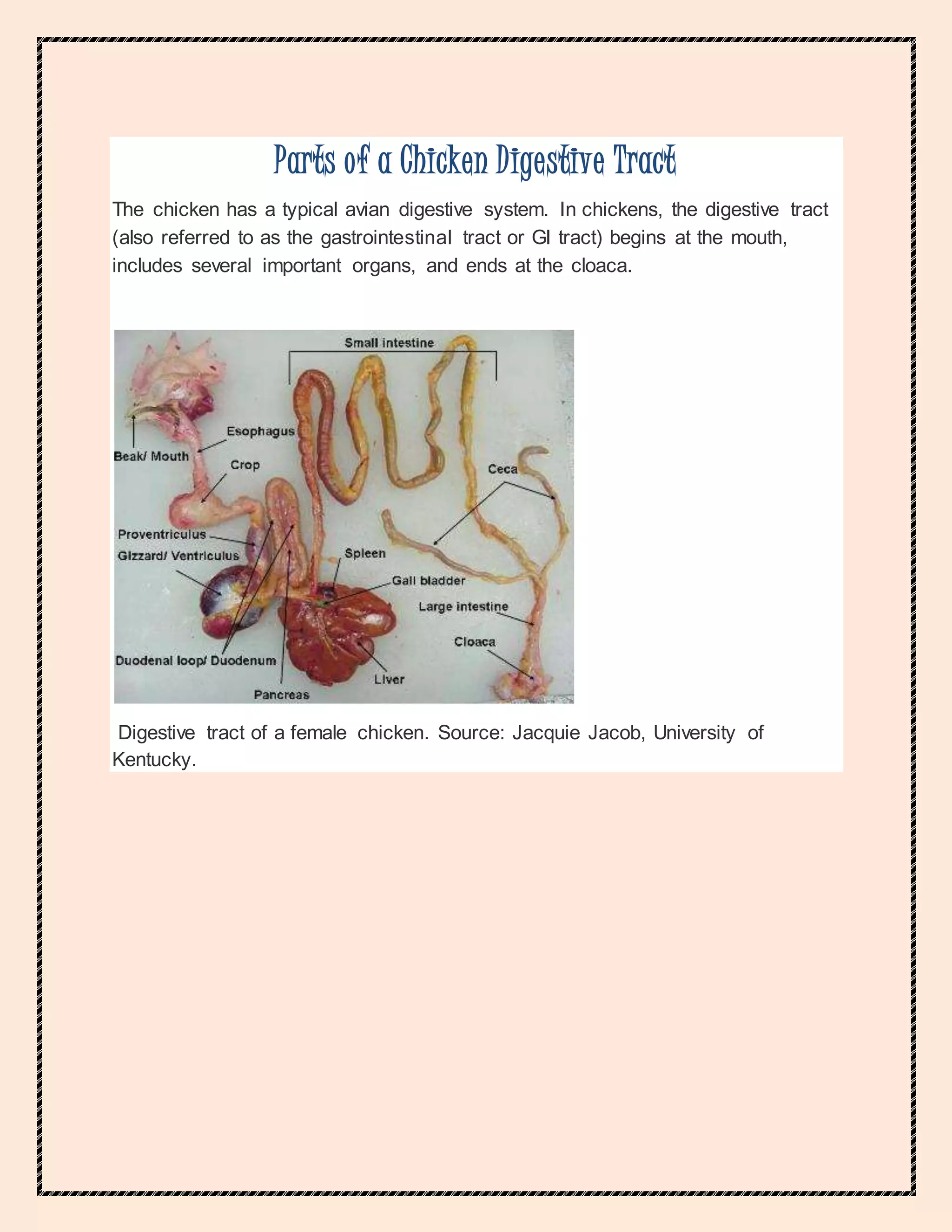 Parts of a chicken digestive tract | DOCX