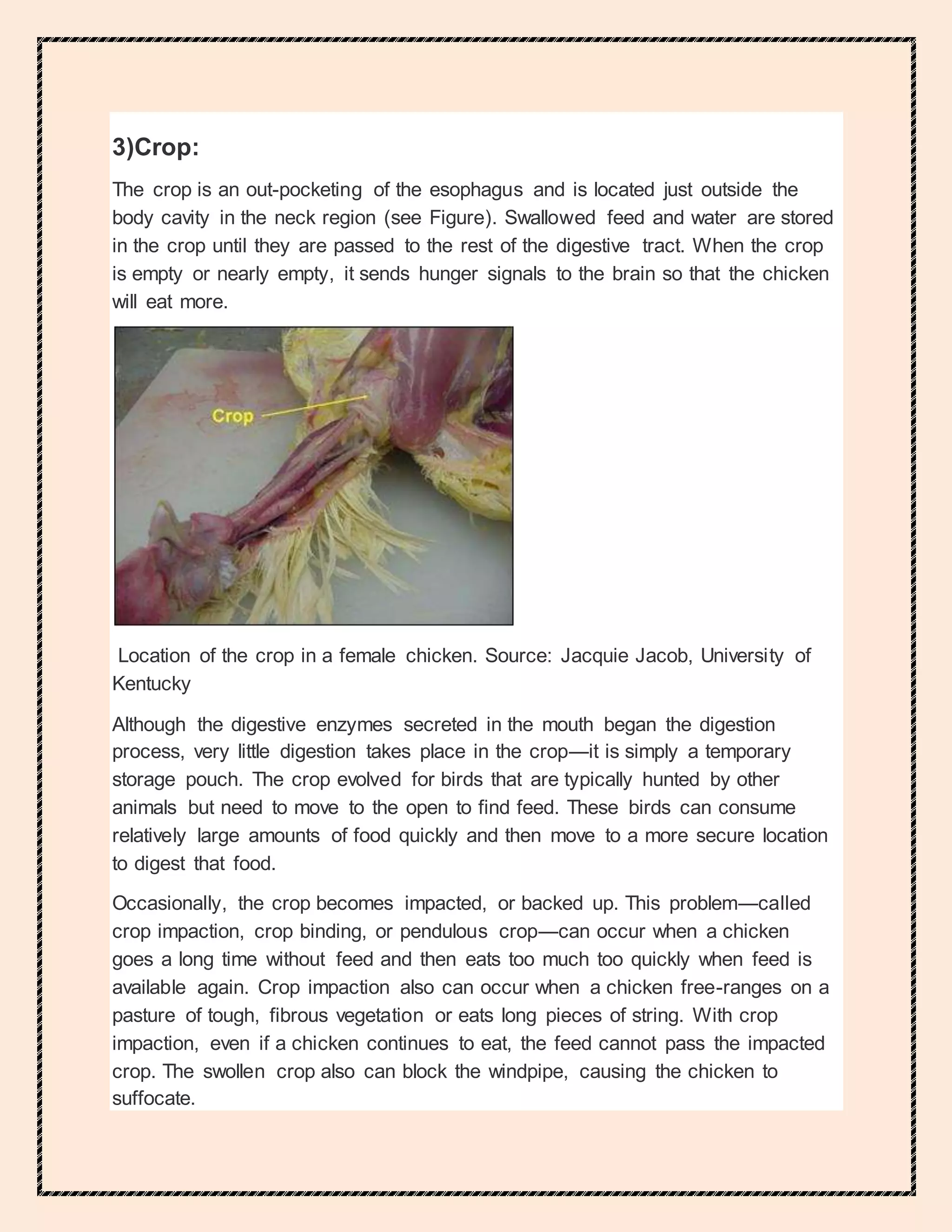 Parts of a chicken digestive tract | DOCX