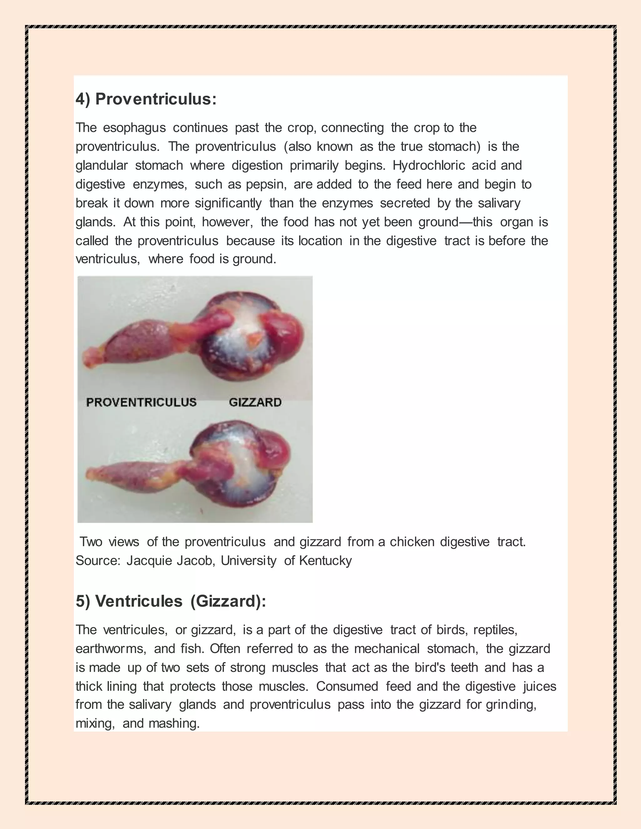 Parts of a chicken digestive tract | DOCX