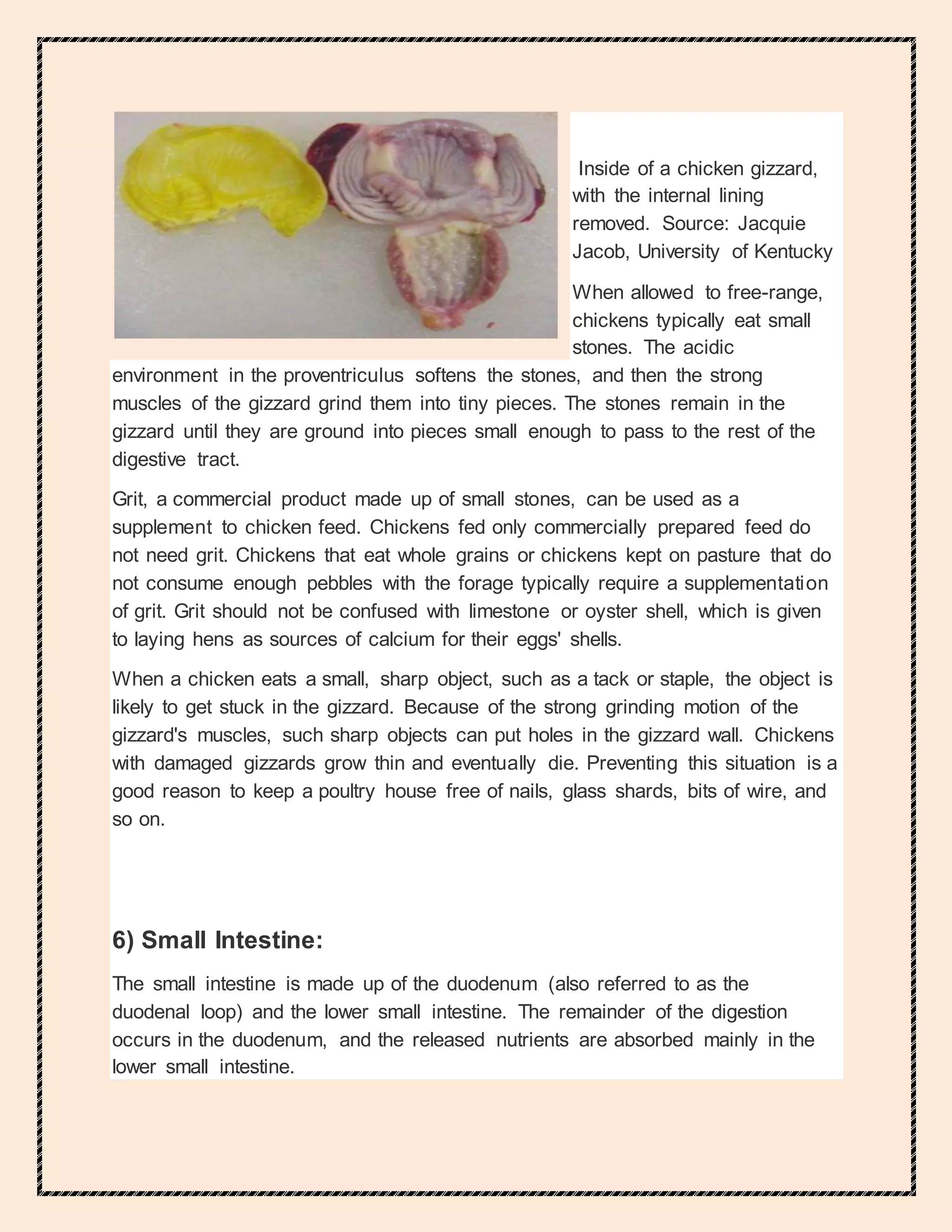 Parts of a chicken digestive tract | DOCX