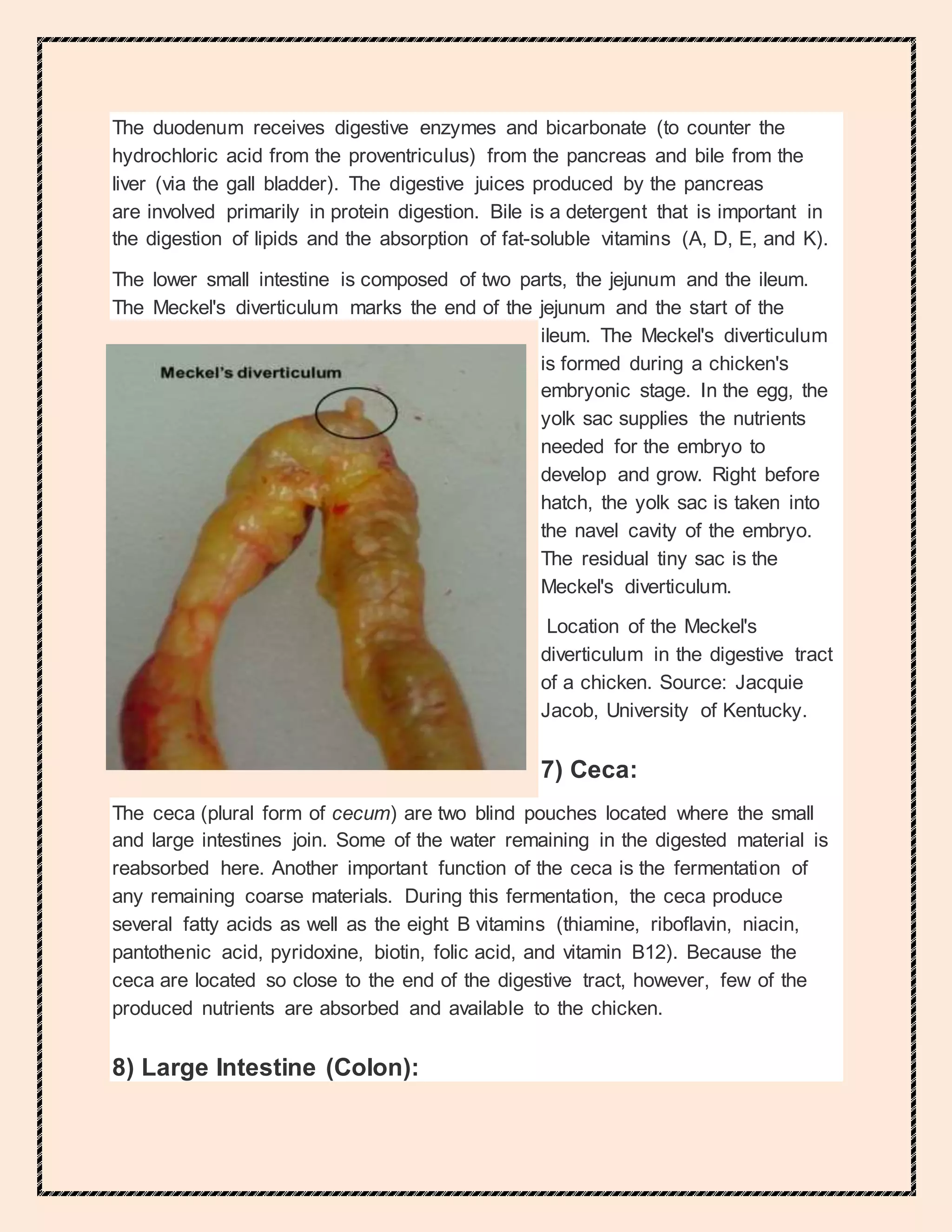 Parts of a chicken digestive tract | DOCX