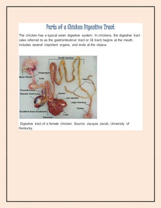 Parts of a chicken digestive tract | DOCX