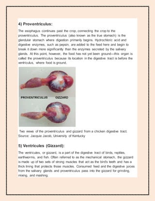 Parts of a chicken digestive tract | DOCX