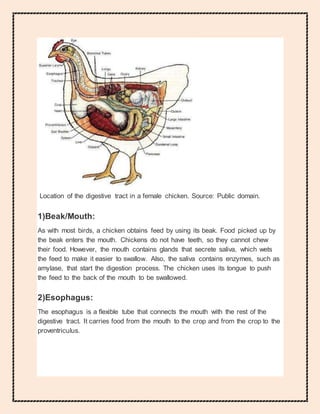Chicken Digestive System
