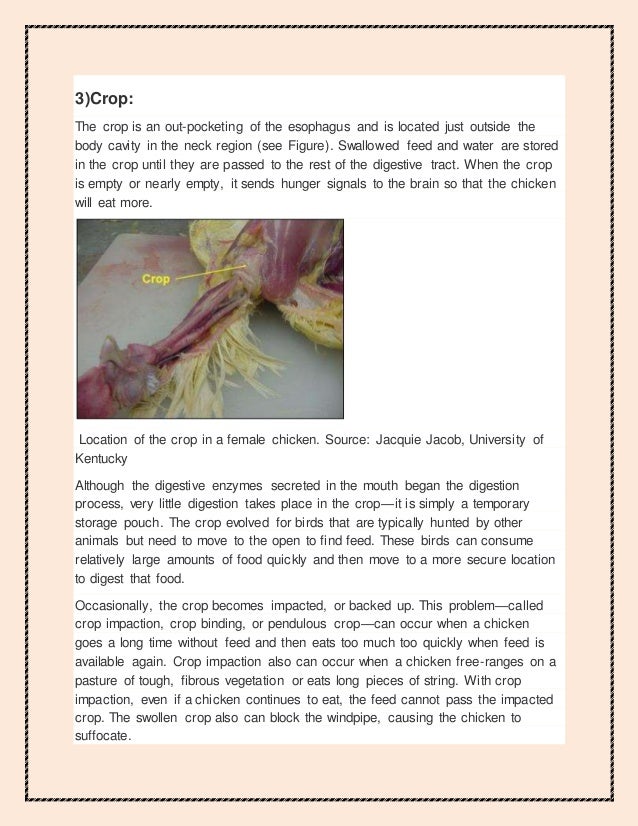 Parts of a chicken digestive tract