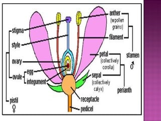Parts of a complete flower | PPT