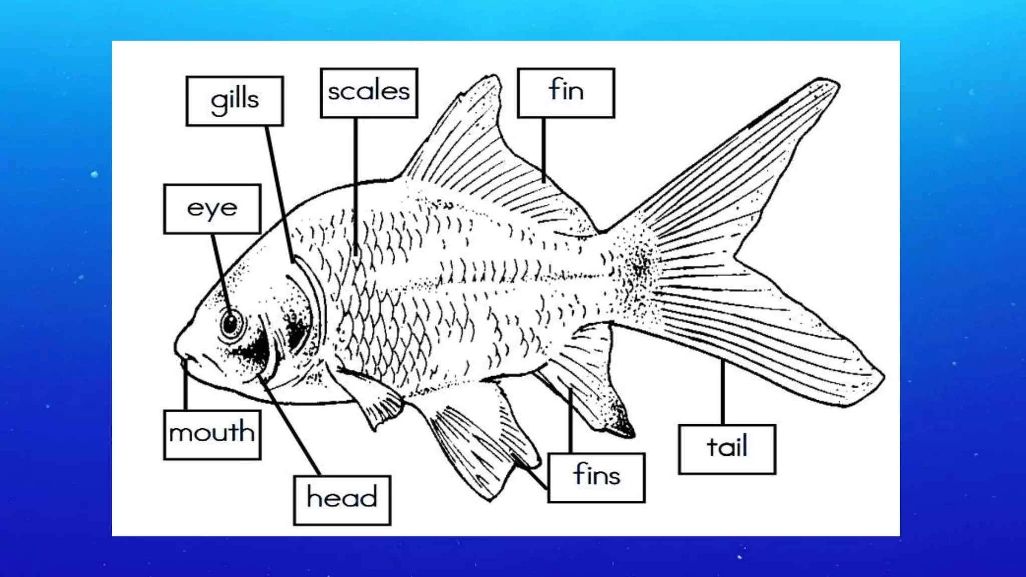 Parts of a fish | PPTX