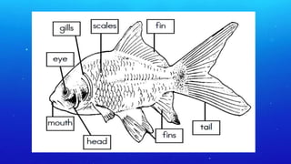 Parts of a fish | PPTX