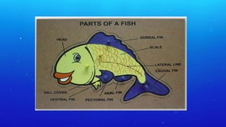 Parts of a fish | PPTX
