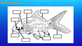 Parts of a fish | PPTX
